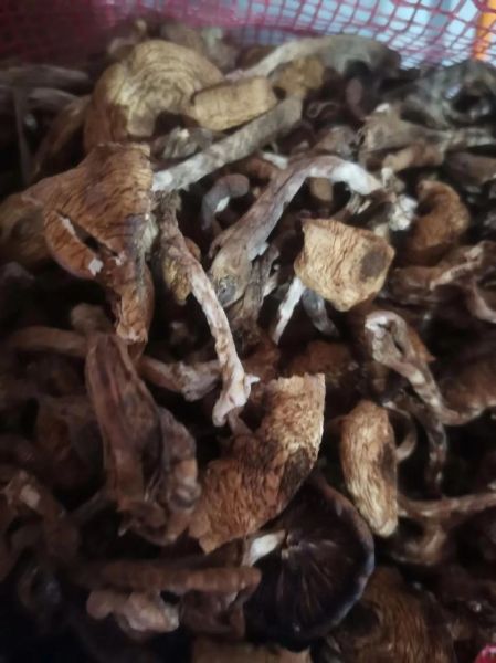 野生榛蘑多少钱一斤_野生榛蘑价格受哪些因素影响-第1张图片-山城妙识 野生榛蘑多少钱一斤_野生榛蘑价格受哪些因素影响-第1张图片-山城妙识