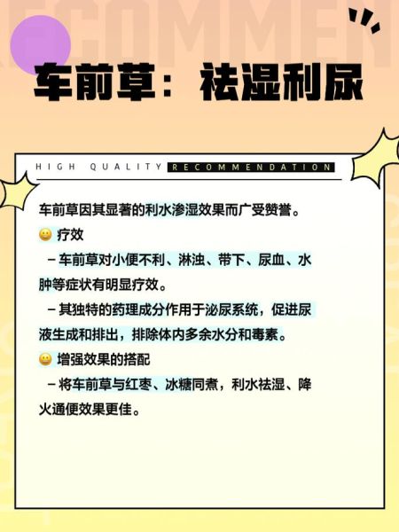 车前草泡水禁忌人群_哪些人不能喝-第3张图片-山城妙识 车前草泡水禁忌人群_哪些人不能喝-第3张图片-山城妙识