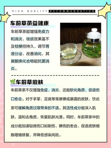 车前草泡水禁忌人群_哪些人不能喝-第2张图片-山城妙识 车前草泡水禁忌人群_哪些人不能喝-第2张图片-山城妙识