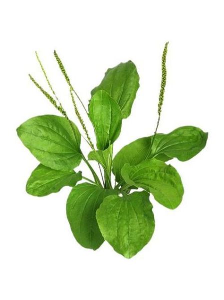 车前草泡水禁忌人群_哪些人不能喝-第1张图片-山城妙识 车前草泡水禁忌人群_哪些人不能喝-第1张图片-山城妙识