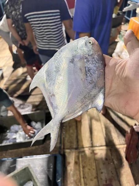 平鱼怎么清理_平鱼内脏清理步骤-第3张图片-山城妙识 平鱼怎么清理_平鱼内脏清理步骤-第3张图片-山城妙识