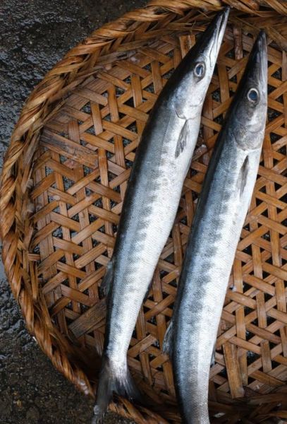 海狼鱼的营养价值及功效_海狼鱼适合什么人吃-第1张图片-山城妙识 海狼鱼的营养价值及功效_海狼鱼适合什么人吃-第1张图片-山城妙识