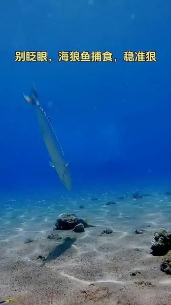 海狼鱼的营养价值及功效_海狼鱼适合什么人吃-第2张图片-山城妙识 海狼鱼的营养价值及功效_海狼鱼适合什么人吃-第2张图片-山城妙识