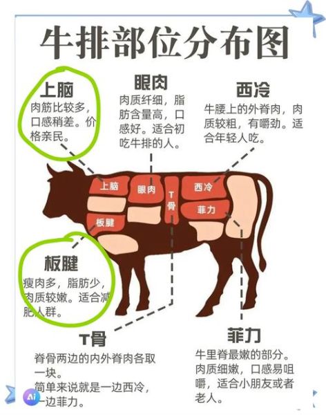 牛腱子肉是牛哪个部位_前腱后腱区别-第3张图片-山城妙识