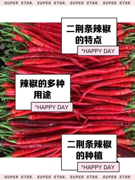 二荆条辣椒辣不辣_二荆条辣椒怎么保存-第1张图片-山城妙识 二荆条辣椒辣不辣_二荆条辣椒怎么保存-第1张图片-山城妙识