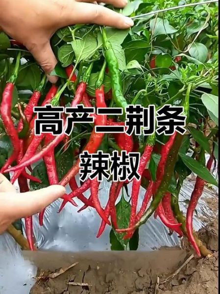 二荆条辣椒辣不辣_二荆条辣椒怎么保存-第2张图片-山城妙识 二荆条辣椒辣不辣_二荆条辣椒怎么保存-第2张图片-山城妙识