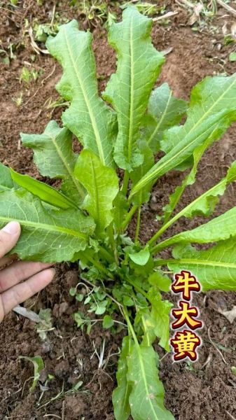 牛舌头草的功效与作用_牛舌头草能治什么病-第2张图片-山城妙识 牛舌头草的功效与作用_牛舌头草能治什么病-第2张图片-山城妙识