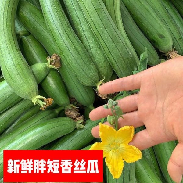 丝瓜秋葵可以一起吃吗_丝瓜秋葵的功效与作用-第3张图片-山城妙识