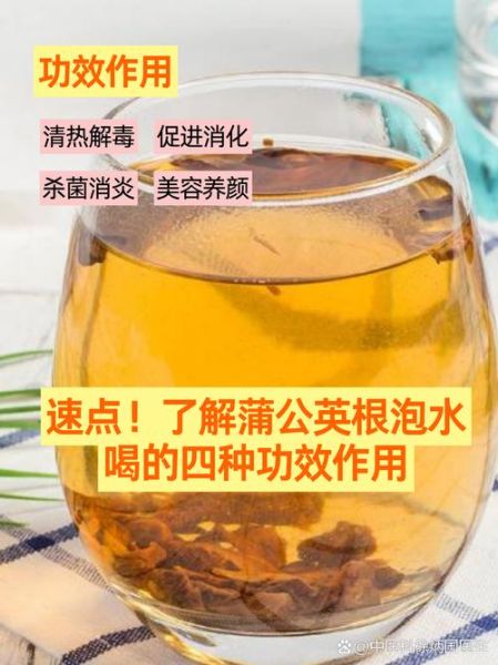 蒲公英的根泡水喝有什么好处_蒲公英根茶的功效与禁忌-第2张图片-山城妙识 蒲公英的根泡水喝有什么好处_蒲公英根茶的功效与禁忌-第2张图片-山城妙识