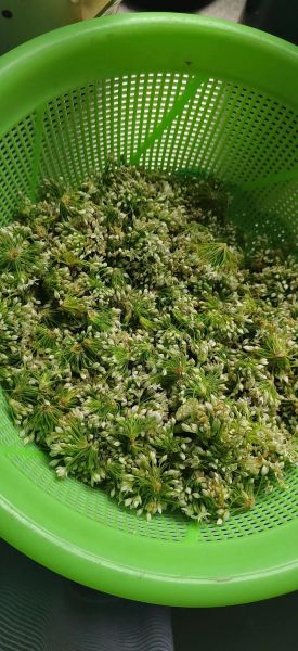 腌制的韭菜花能放多久_如何延长保存时间-第2张图片-山城妙识