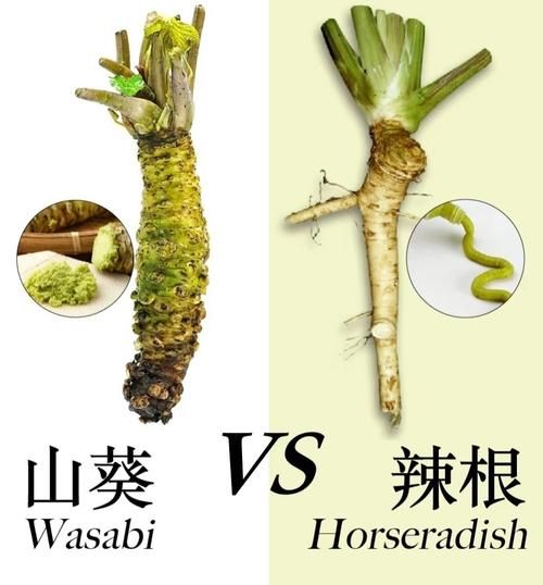 wasabi_vs_mustard_英文区别-第1张图片-山城妙识 wasabi_vs_mustard_英文区别-第1张图片-山城妙识