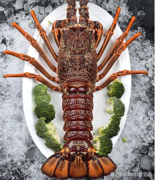 波士顿龙虾和澳洲龙虾的区别_哪个更好吃-第3张图片-山城妙识 波士顿龙虾和澳洲龙虾的区别_哪个更好吃-第3张图片-山城妙识
