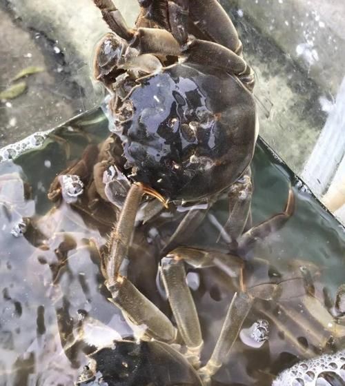 洪泽湖大闸蟹怎么挑_洪泽湖大闸蟹什么时候最肥-第1张图片-山城妙识 洪泽湖大闸蟹怎么挑_洪泽湖大闸蟹什么时候最肥-第1张图片-山城妙识