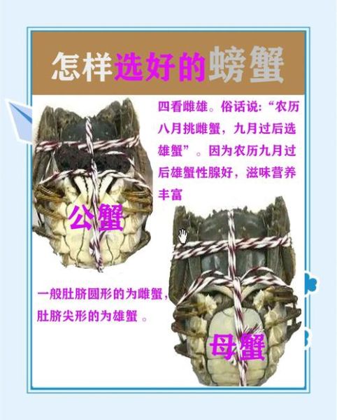 洪泽湖大闸蟹怎么挑_洪泽湖大闸蟹什么时候最肥-第2张图片-山城妙识 洪泽湖大闸蟹怎么挑_洪泽湖大闸蟹什么时候最肥-第2张图片-山城妙识