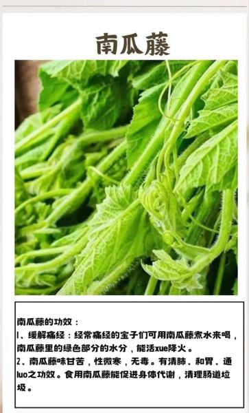 南瓜藤的副作用有哪些_南瓜藤吃多了会怎样-第1张图片-山城妙识 南瓜藤的副作用有哪些_南瓜藤吃多了会怎样-第1张图片-山城妙识