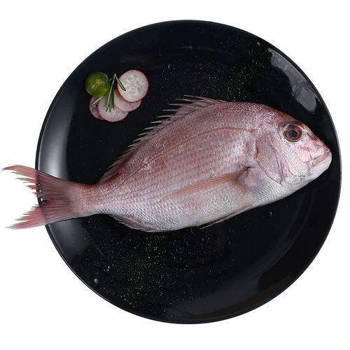 加吉鱼是海鱼吗_加吉鱼产地在哪里-第1张图片-山城妙识 加吉鱼是海鱼吗_加吉鱼产地在哪里-第1张图片-山城妙识