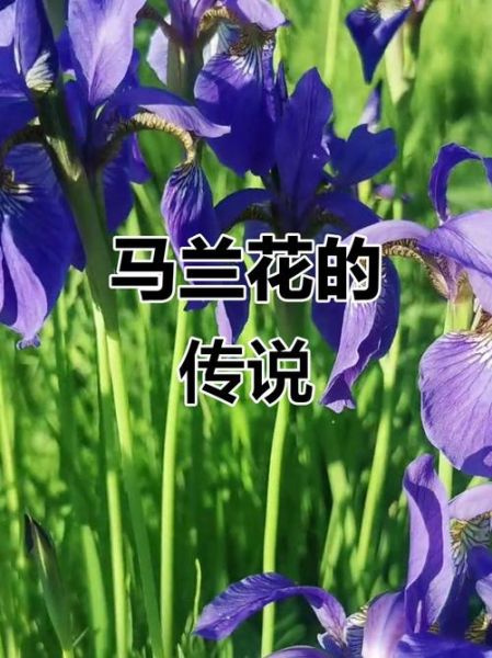 马兰花和阿土的故事_寓意是什么-第3张图片-山城妙识 马兰花和阿土的故事_寓意是什么-第3张图片-山城妙识