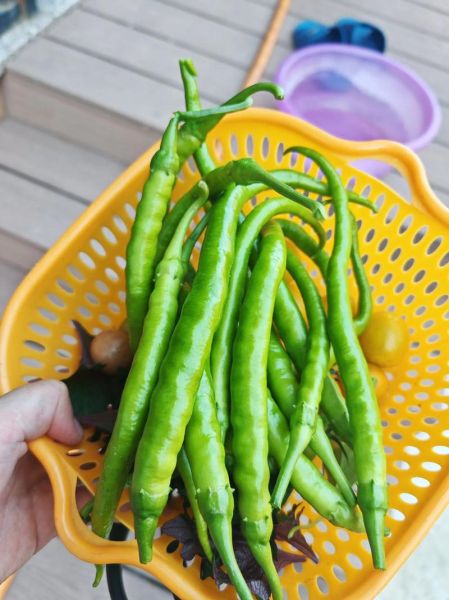 油焖尖椒怎么做_油焖尖椒的家常做法-第2张图片-山城妙识 油焖尖椒怎么做_油焖尖椒的家常做法-第2张图片-山城妙识