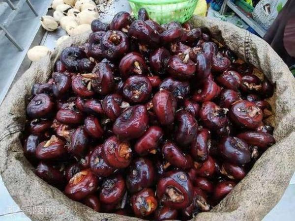 和荸荠相似的植物有哪些_怎么区分-第2张图片-山城妙识 和荸荠相似的植物有哪些_怎么区分-第2张图片-山城妙识