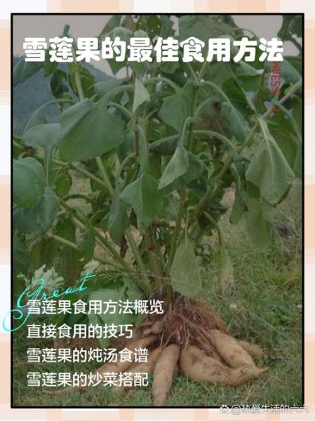 雪莲果煲汤的做法_雪莲果煲汤的功效-第3张图片-山城妙识 雪莲果煲汤的做法_雪莲果煲汤的功效-第3张图片-山城妙识