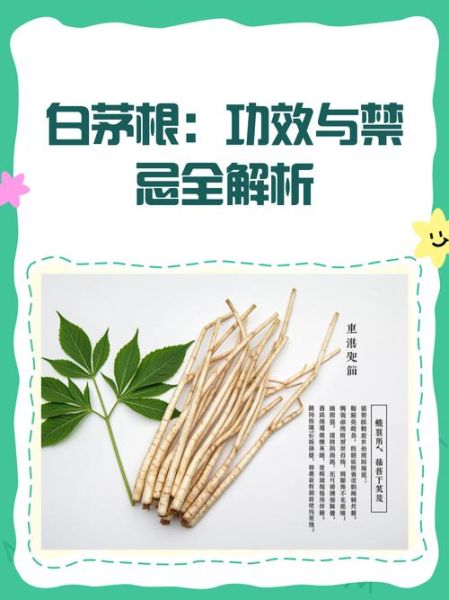 白茅根晚上不能喝_白茅根晚上喝会失眠吗-第2张图片-山城妙识 白茅根晚上不能喝_白茅根晚上喝会失眠吗-第2张图片-山城妙识
