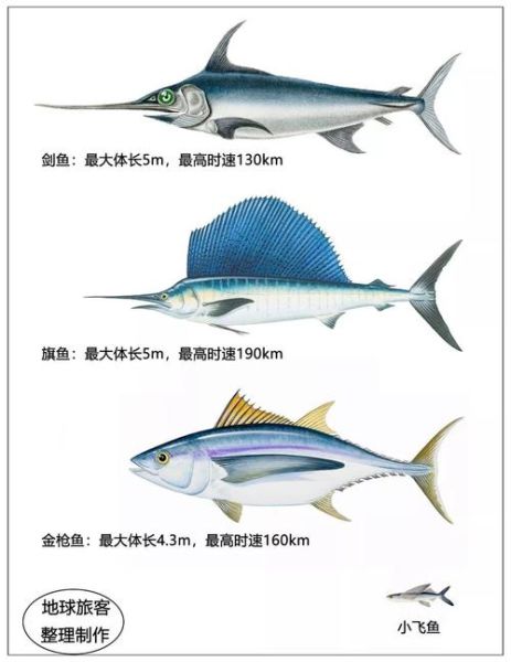 旗鱼多少钱一斤_旗鱼价格为什么波动大-第2张图片-山城妙识 旗鱼多少钱一斤_旗鱼价格为什么波动大-第2张图片-山城妙识