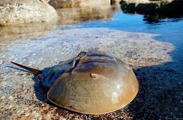 海鲎多少钱一斤_海鲎价格行情-第2张图片-山城妙识 海鲎多少钱一斤_海鲎价格行情-第2张图片-山城妙识