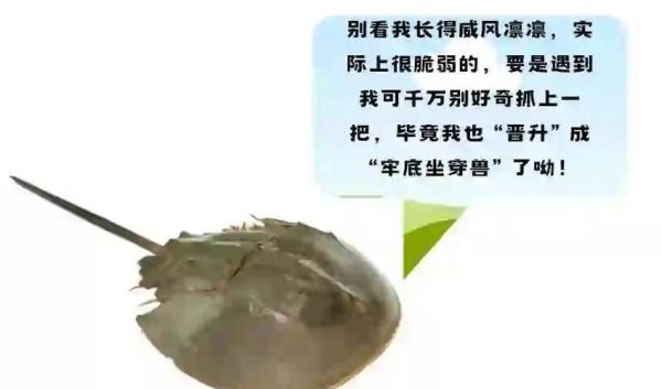 海鲎多少钱一斤_海鲎价格行情-第1张图片-山城妙识 海鲎多少钱一斤_海鲎价格行情-第1张图片-山城妙识