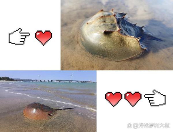 海鲎多少钱一斤_海鲎价格行情-第3张图片-山城妙识 海鲎多少钱一斤_海鲎价格行情-第3张图片-山城妙识