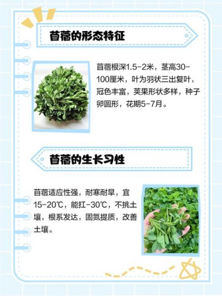 苜蓿草怎么种_苜蓿草种植方法步骤-第3张图片-山城妙识