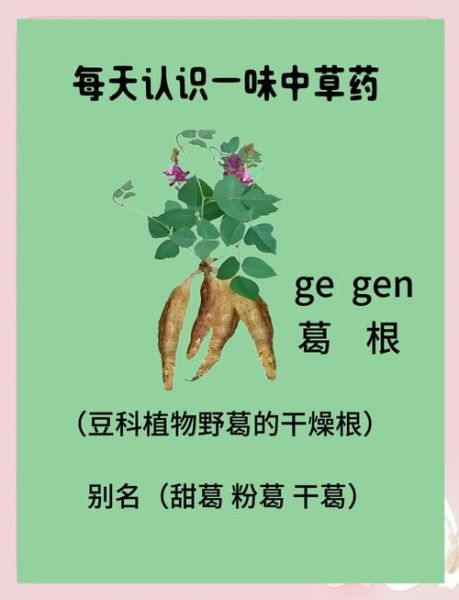 葛根的功效与作用及禁忌是什么_葛根泡水喝的正确方法-第1张图片-山城妙识 葛根的功效与作用及禁忌是什么_葛根泡水喝的正确方法-第1张图片-山城妙识