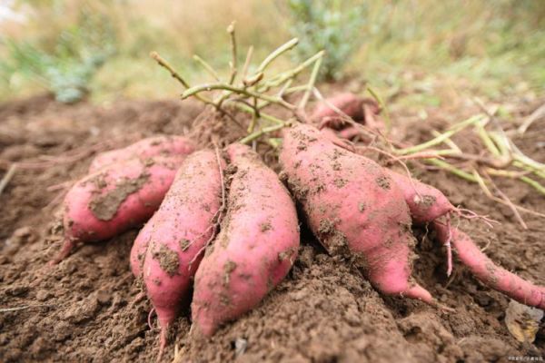 番薯是什么_番薯长什么样-第1张图片-山城妙识 番薯是什么_番薯长什么样-第1张图片-山城妙识