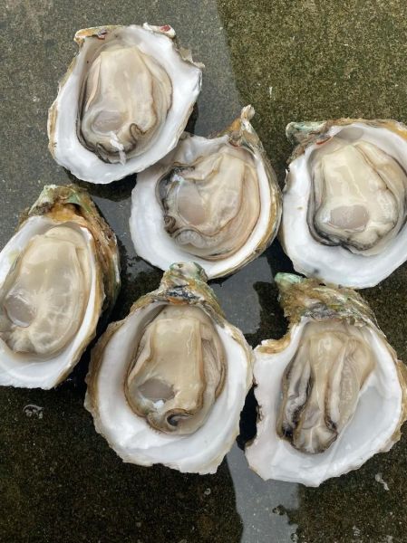 湛江生蚝多少钱一斤_湛江生蚝怎么做好吃-第3张图片-山城妙识 湛江生蚝多少钱一斤_湛江生蚝怎么做好吃-第3张图片-山城妙识