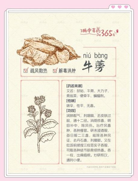 牛蒡的功效与作用及食用方法_牛蒡怎么吃效果最好-第1张图片-山城妙识 牛蒡的功效与作用及食用方法_牛蒡怎么吃效果最好-第1张图片-山城妙识
