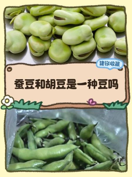 胡豆图片长什么样_胡豆和蚕豆的区别-第1张图片-山城妙识 胡豆图片长什么样_胡豆和蚕豆的区别-第1张图片-山城妙识