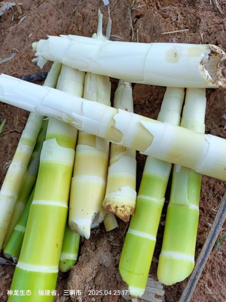 新鲜竹笋怎么处理不会苦_竹笋去苦味最快方法-第3张图片-山城妙识 新鲜竹笋怎么处理不会苦_竹笋去苦味最快方法-第3张图片-山城妙识
