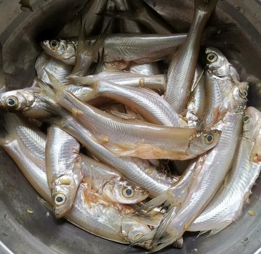 炸小鱼怎么腌制_炸小鱼腌制多久才入味-第3张图片-山城妙识 炸小鱼怎么腌制_炸小鱼腌制多久才入味-第3张图片-山城妙识