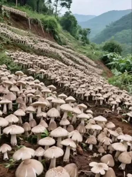 人工种植十大食用菌_哪些品种最赚钱-第1张图片-山城妙识 人工种植十大食用菌_哪些品种最赚钱-第1张图片-山城妙识