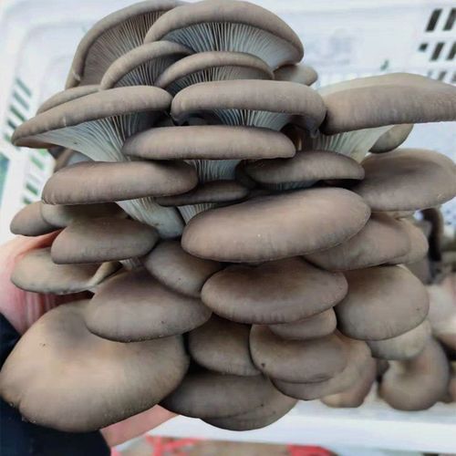 人工种植十大食用菌_哪些品种最赚钱-第3张图片-山城妙识 人工种植十大食用菌_哪些品种最赚钱-第3张图片-山城妙识