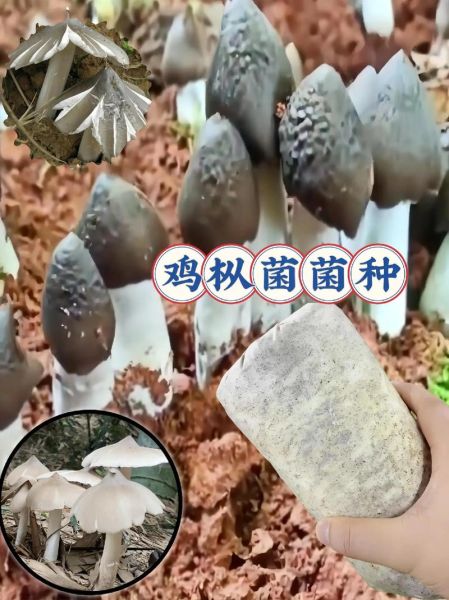 人工种植十大食用菌_哪些品种最赚钱-第2张图片-山城妙识 人工种植十大食用菌_哪些品种最赚钱-第2张图片-山城妙识