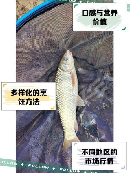 野生鲮鱼图片_如何辨别真假-第1张图片-山城妙识