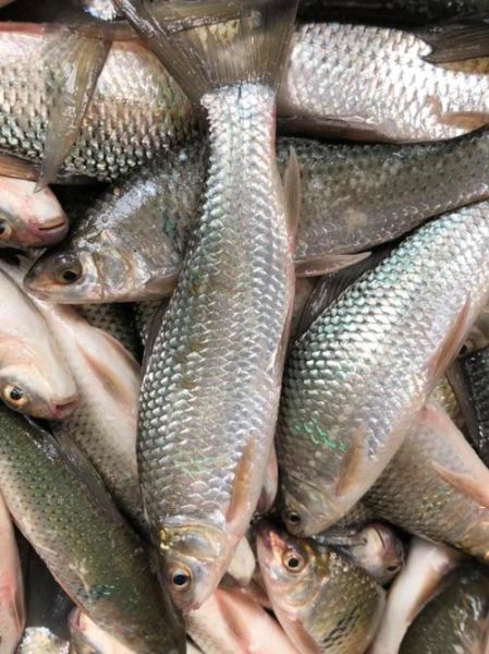 野生鲮鱼图片_如何辨别真假-第3张图片-山城妙识