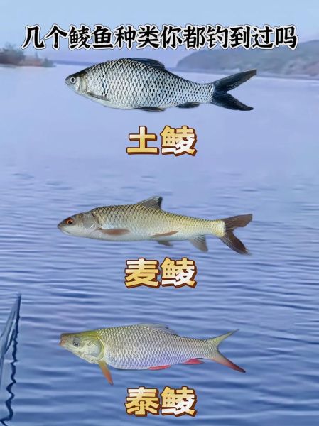 野生鲮鱼图片_如何辨别真假-第2张图片-山城妙识