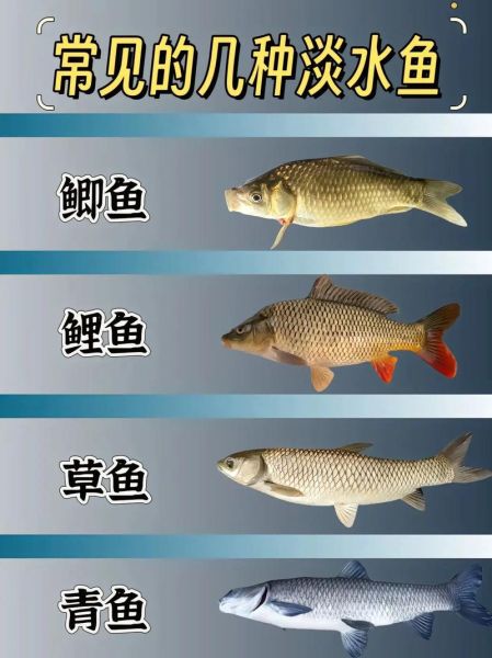 淡水鱼类大全_常见淡水鱼有哪些-第3张图片-山城妙识 淡水鱼类大全_常见淡水鱼有哪些-第3张图片-山城妙识