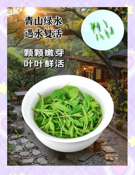 小叶苦丁茶的功效与作用_小叶苦丁茶的禁忌有哪些-第3张图片-山城妙识