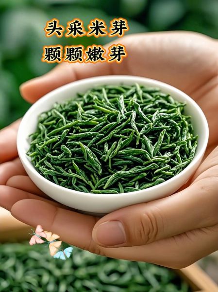 小叶苦丁茶的功效与作用_小叶苦丁茶的禁忌有哪些-第2张图片-山城妙识