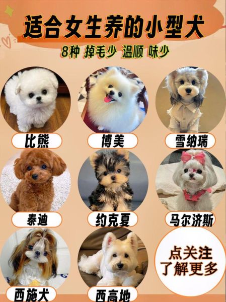 小型犬品种大全_适合家养不掉毛的小型犬有哪些-第1张图片-山城妙识 小型犬品种大全_适合家养不掉毛的小型犬有哪些-第1张图片-山城妙识