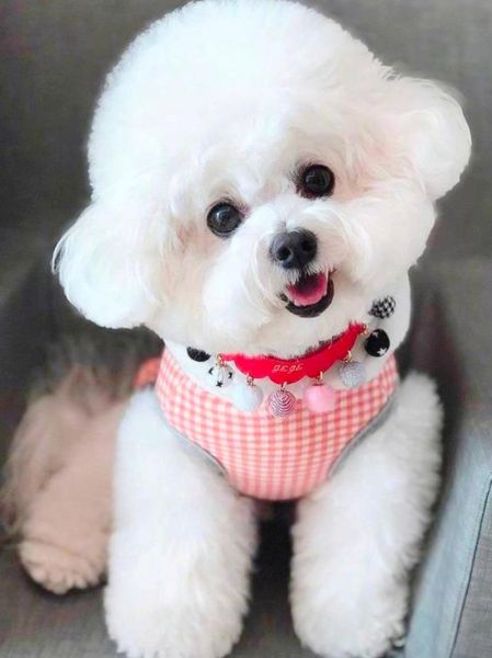 小型犬品种大全_适合家养不掉毛的小型犬有哪些-第2张图片-山城妙识 小型犬品种大全_适合家养不掉毛的小型犬有哪些-第2张图片-山城妙识