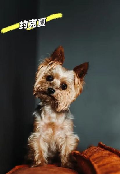 小型犬品种大全_适合家养不掉毛的小型犬有哪些-第3张图片-山城妙识 小型犬品种大全_适合家养不掉毛的小型犬有哪些-第3张图片-山城妙识