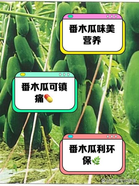 番木瓜怎么吃_番木瓜的功效与作用-第1张图片-山城妙识 番木瓜怎么吃_番木瓜的功效与作用-第1张图片-山城妙识